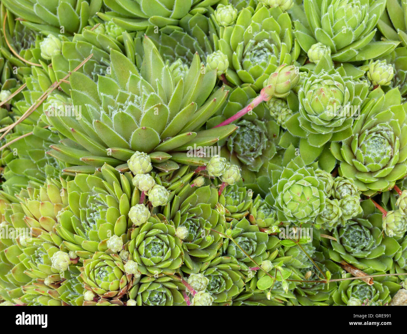 Succulents hi-res stock photography and images - Alamy