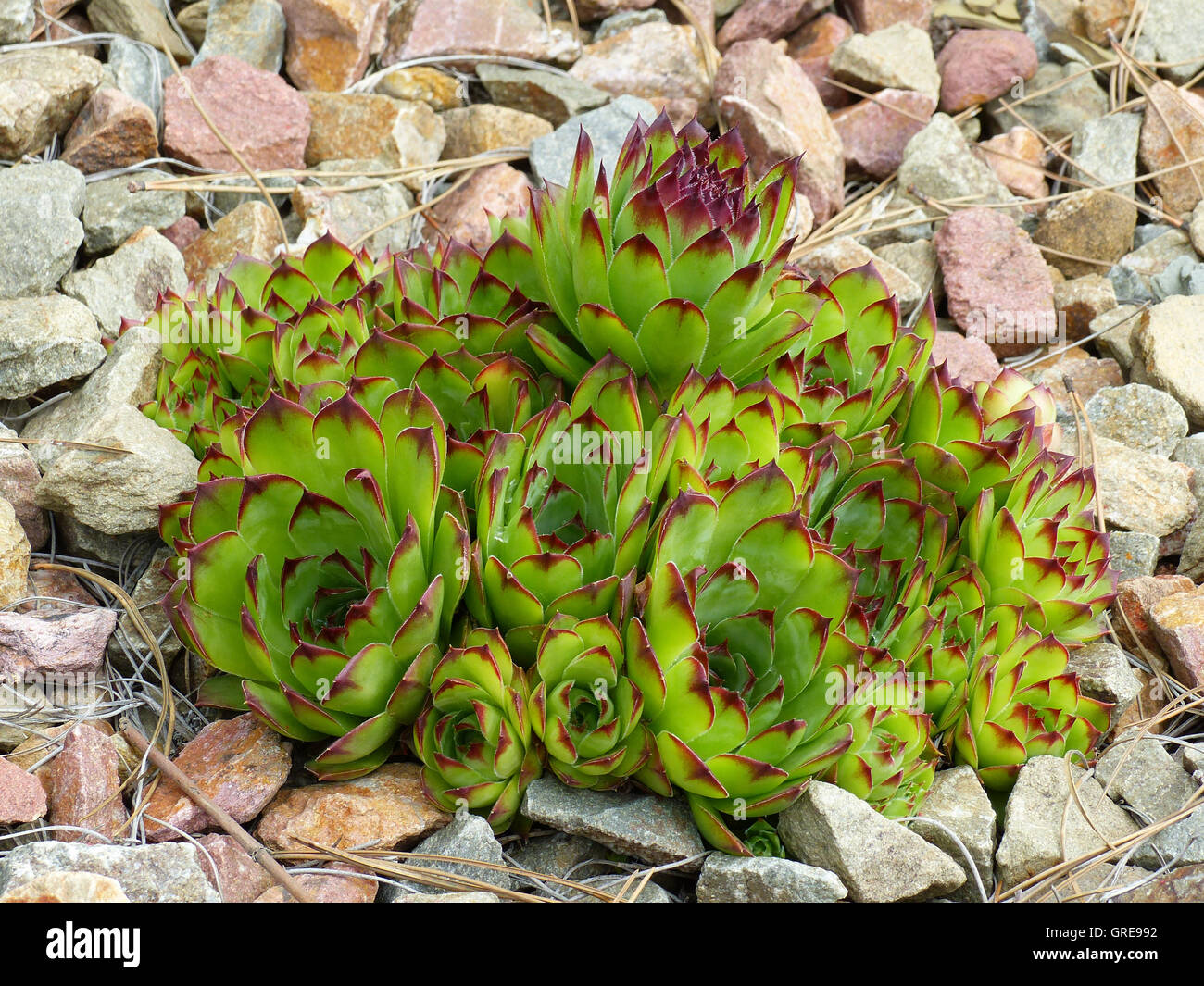 Succulents with stones hi-res stock photography and images - Alamy