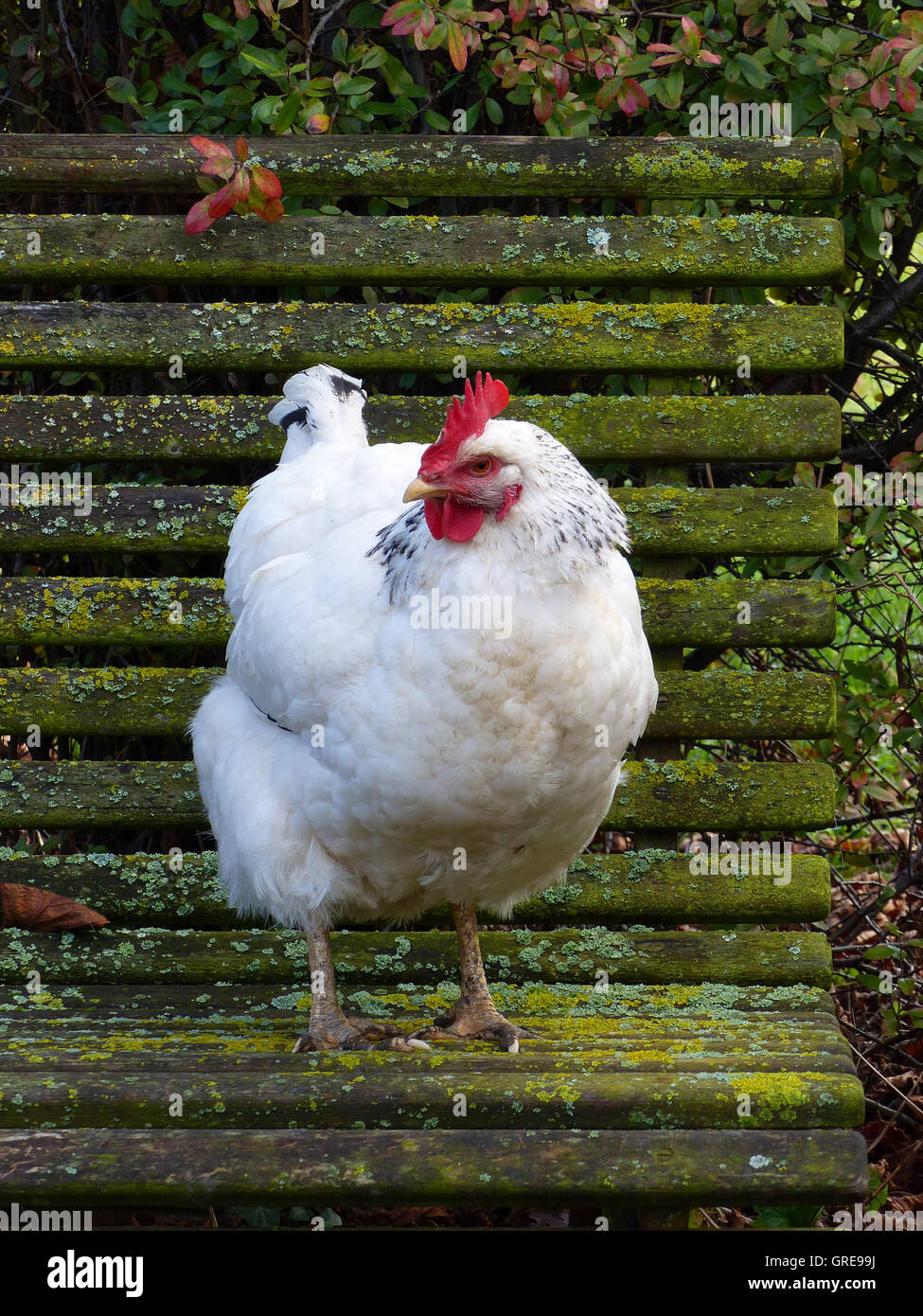 Free-Range, Happy Sussex Hen On Mossy Garden Bench Stock Photo - Alamy