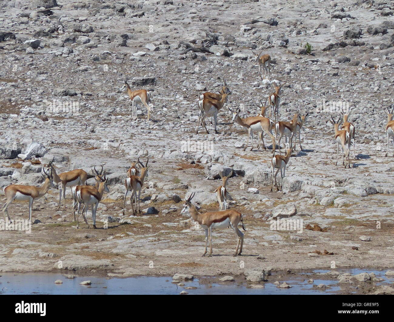 Springboks hi-res stock photography and images - Alamy