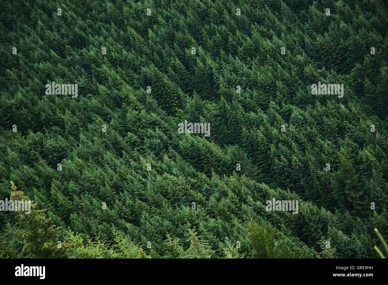 Aerial view to deforestation of pine forest hi-res stock photography ...