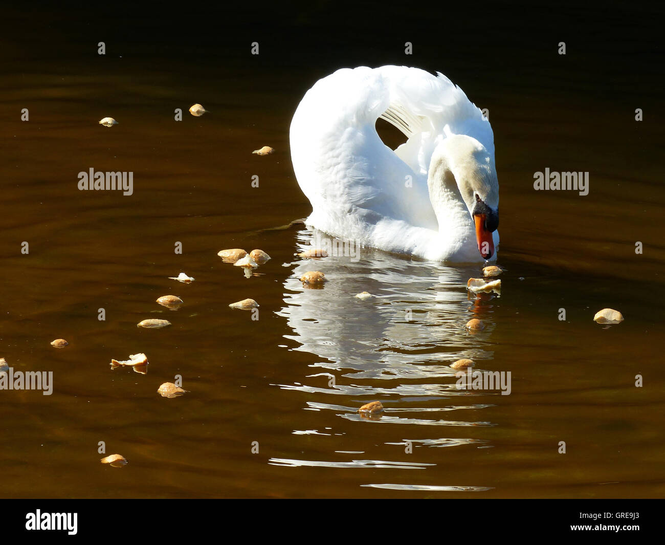 White swan eating bread in hi-res stock photography and images - Alamy
