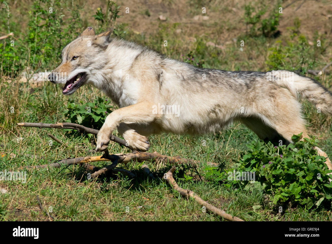 A Gray Wolf running Stock Photo - Alamy