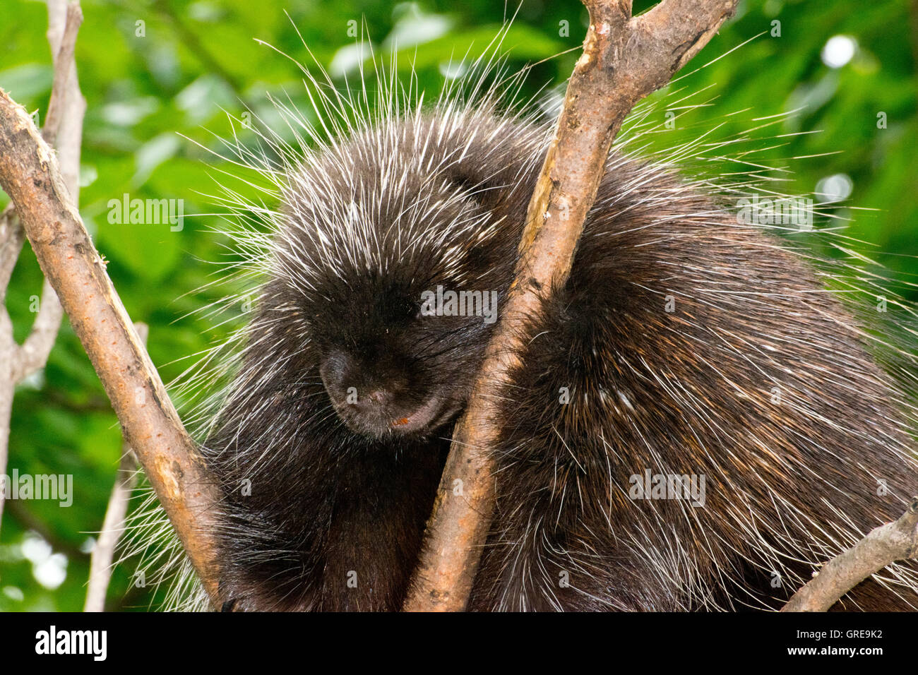 Close-up of a Common Porcupine Stock Photo - Alamy