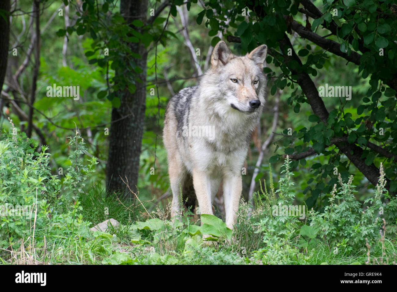 Timber wolf in summer hi-res stock photography and images - Alamy