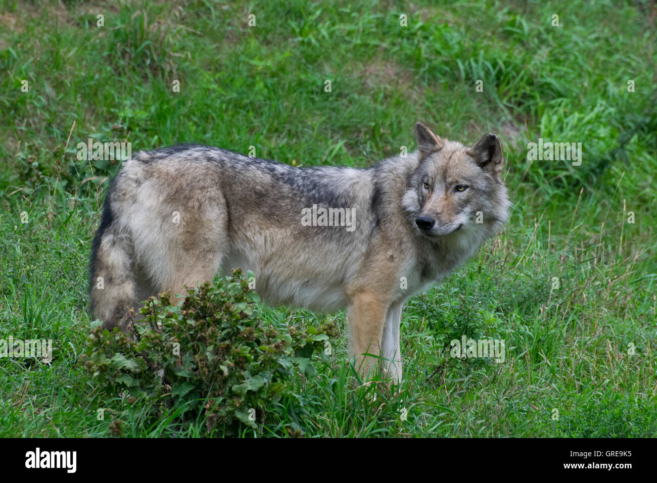 A Timber Wolf in summer Stock Photo - Alamy