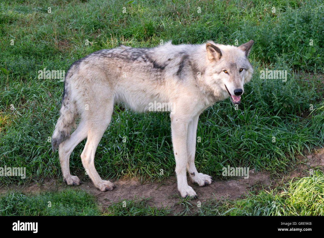 A Timber Wolf Stock Photo - Alamy