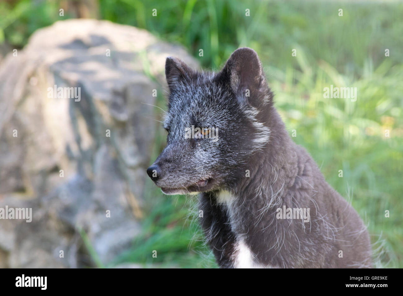 Arctic fox in summer coat hi-res stock photography and images - Alamy