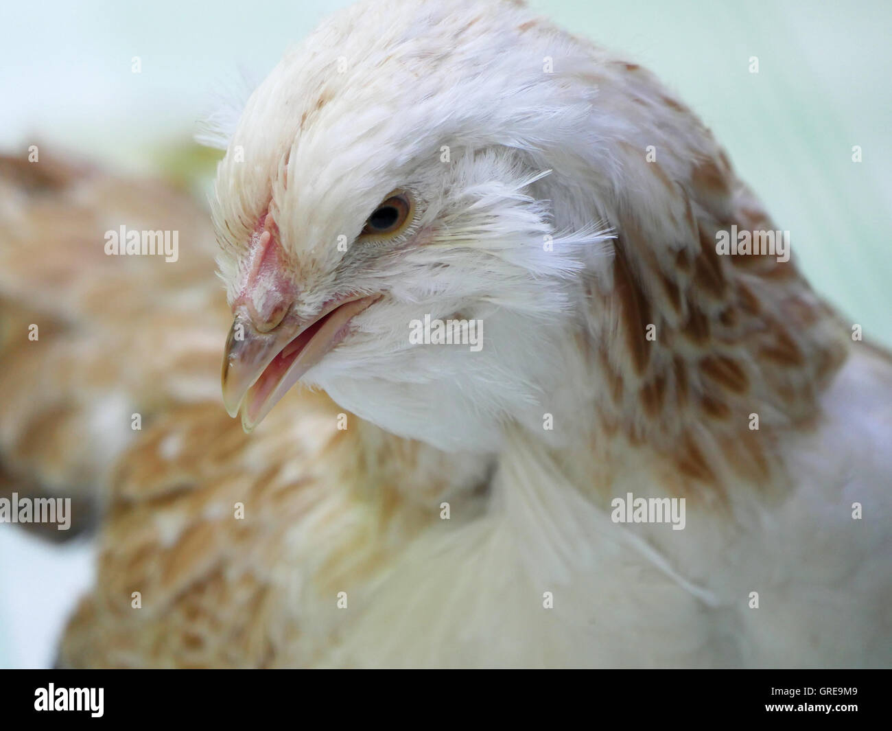 Pullet High Resolution Stock Photography and Images - Alamy