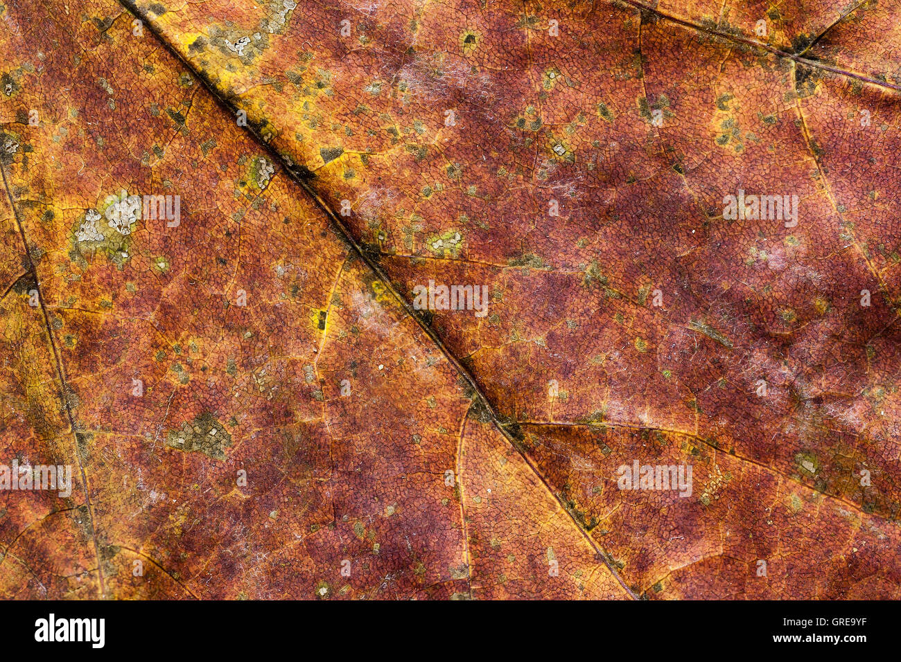 structure of a surface of an orange maple leaf Stock Photo - Alamy