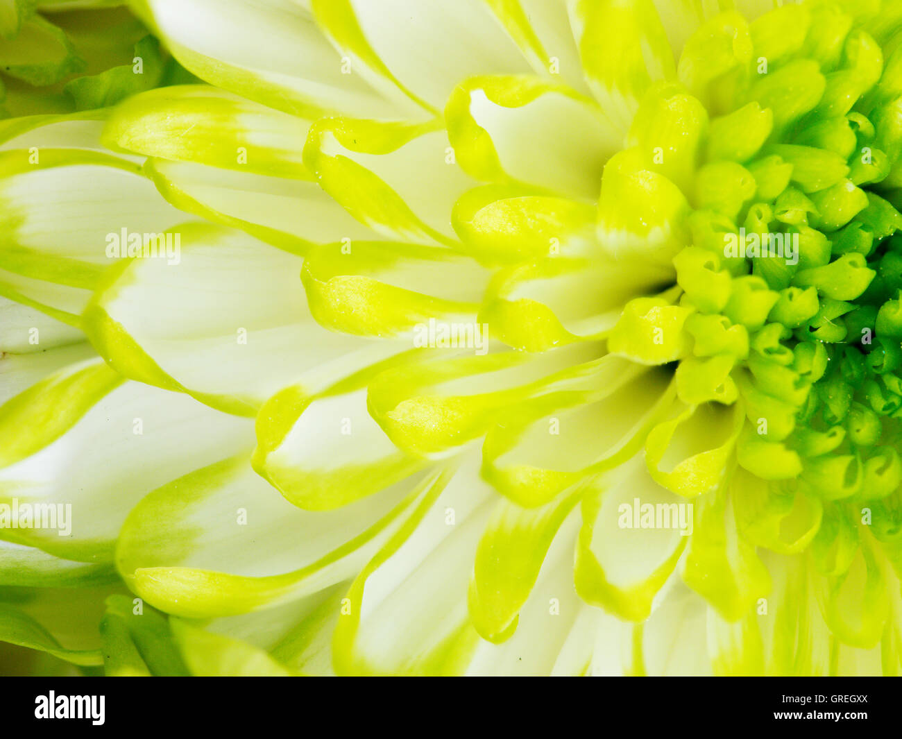 Detail of Lime Green Chrysanthemum Flower Square Backround Stock Photo ...