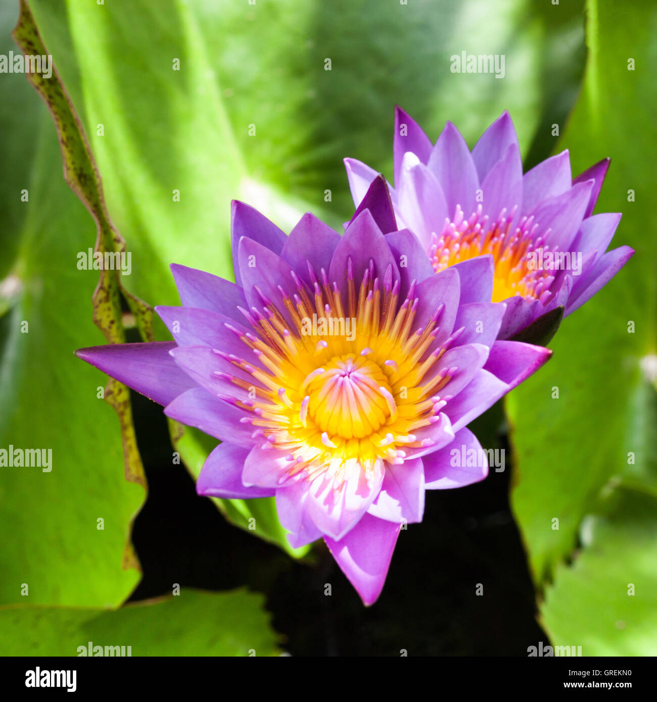 Beautiful lotus flower. Saturated colors and vibrant detail make this ...
