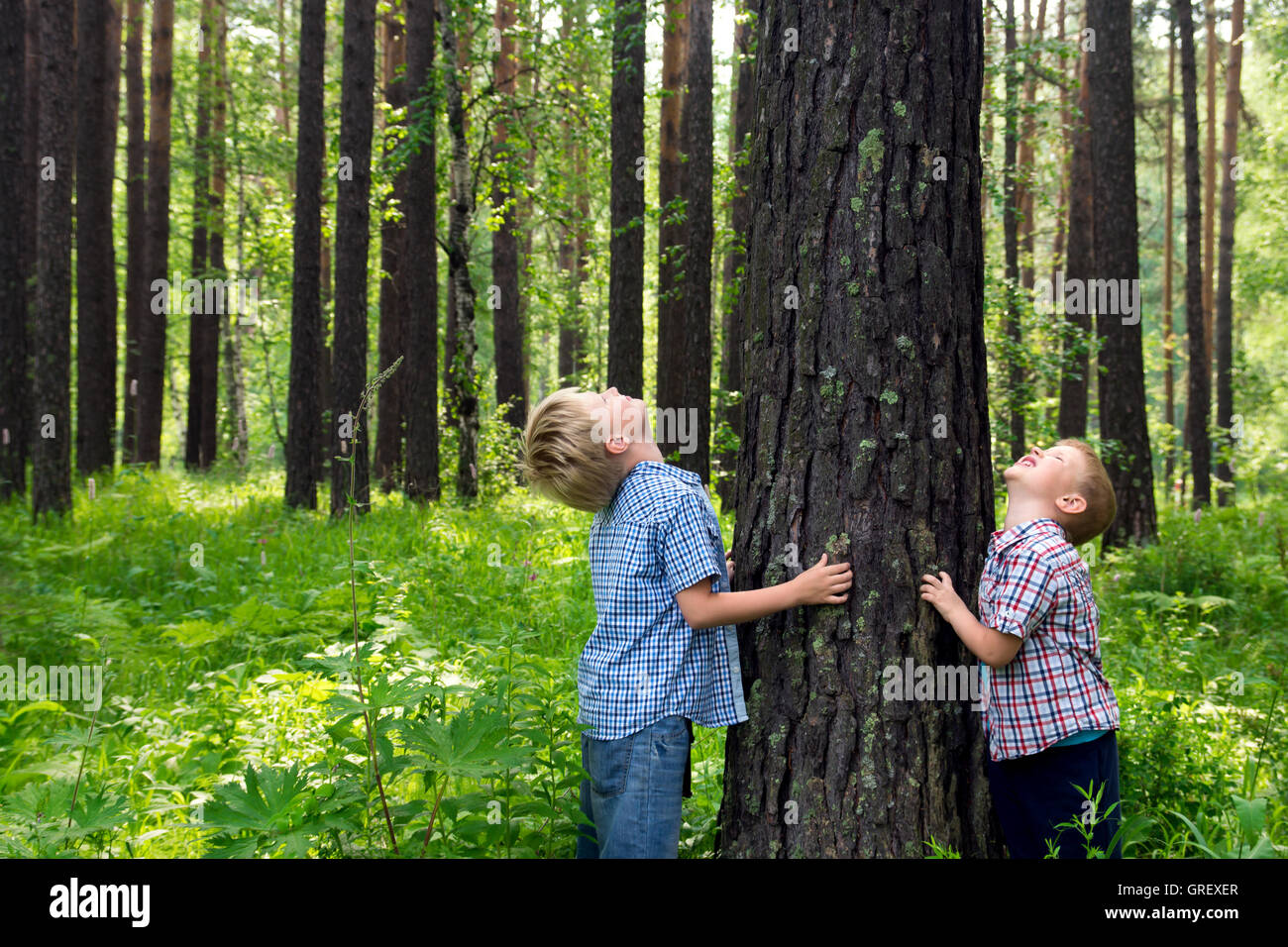Children (boys, hands) hugging pine (tree), playing and having fun ...
