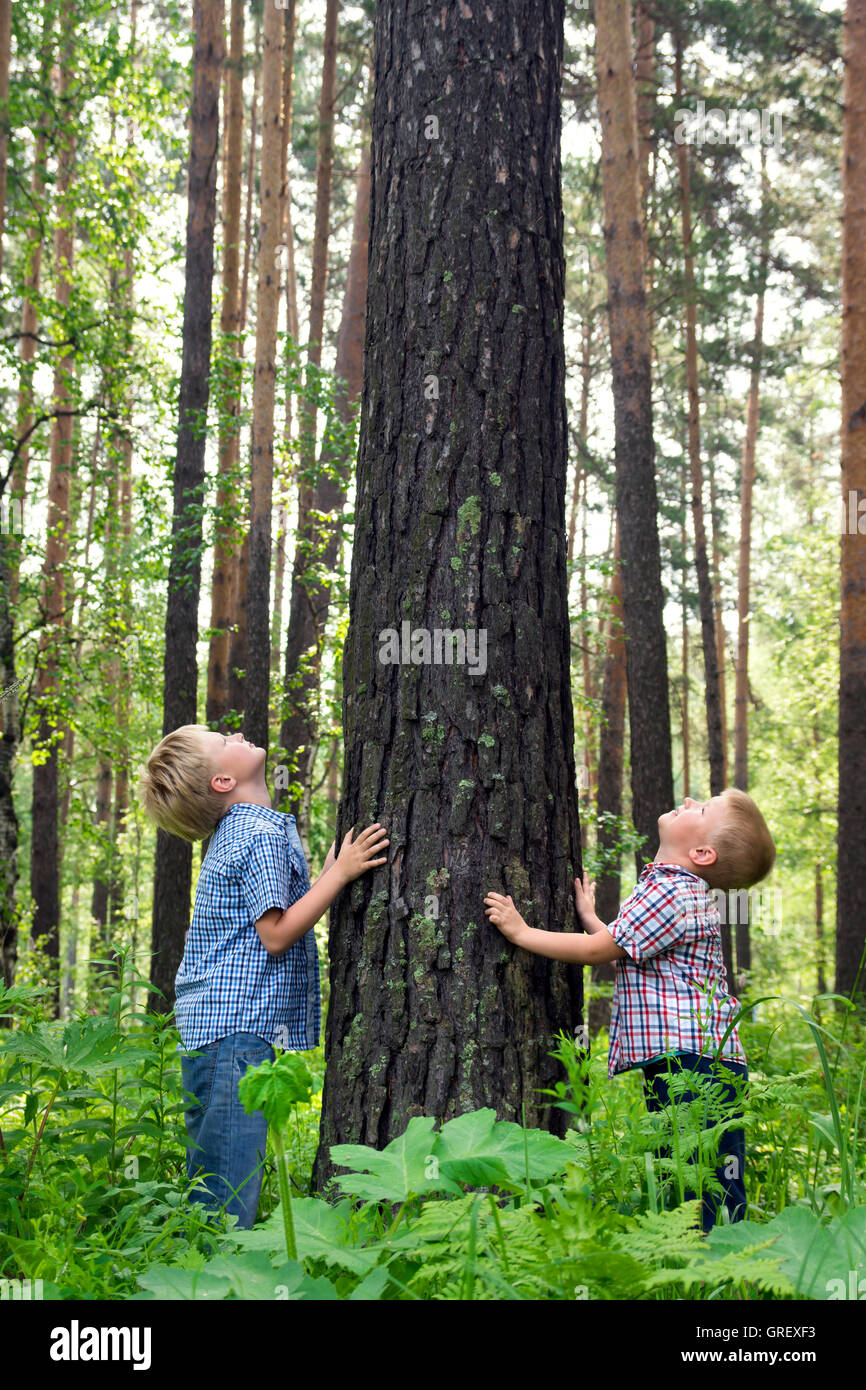 Children (boys, hands) hugging pine (tree), playing and having fun ...