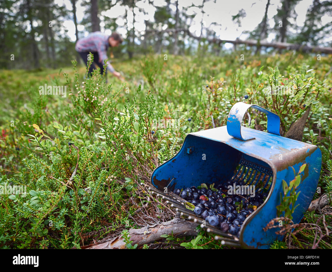 KUUSAMO, FINLAND - AUGUST 2016: Pyhänjyssäys Hill and berry picking ...