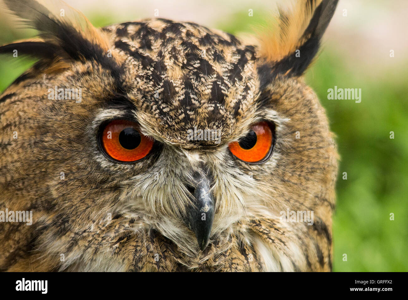 Orange eyed owl hi-res stock photography and images - Alamy