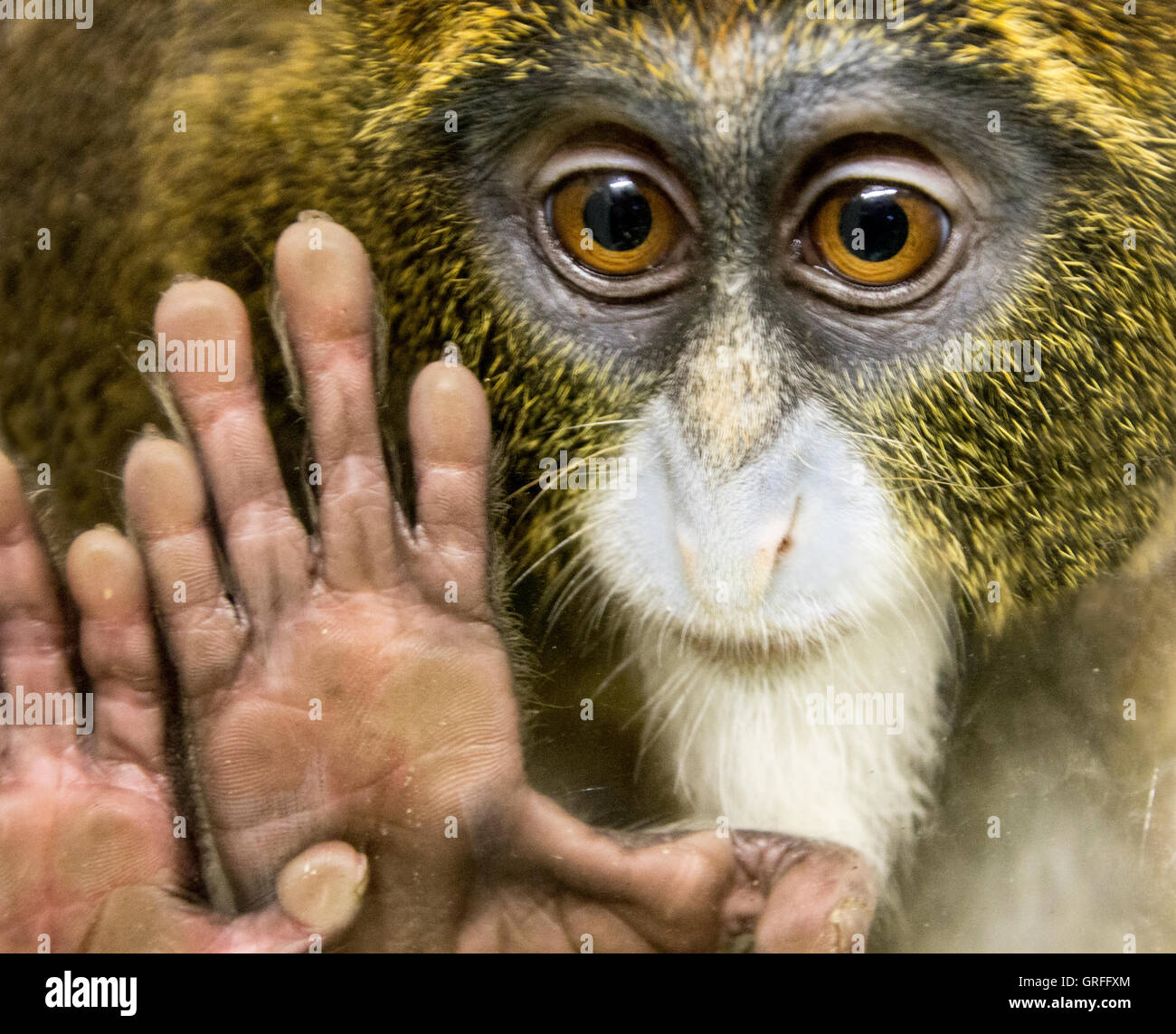 Monkey through the looking glass Stock Photo - Alamy