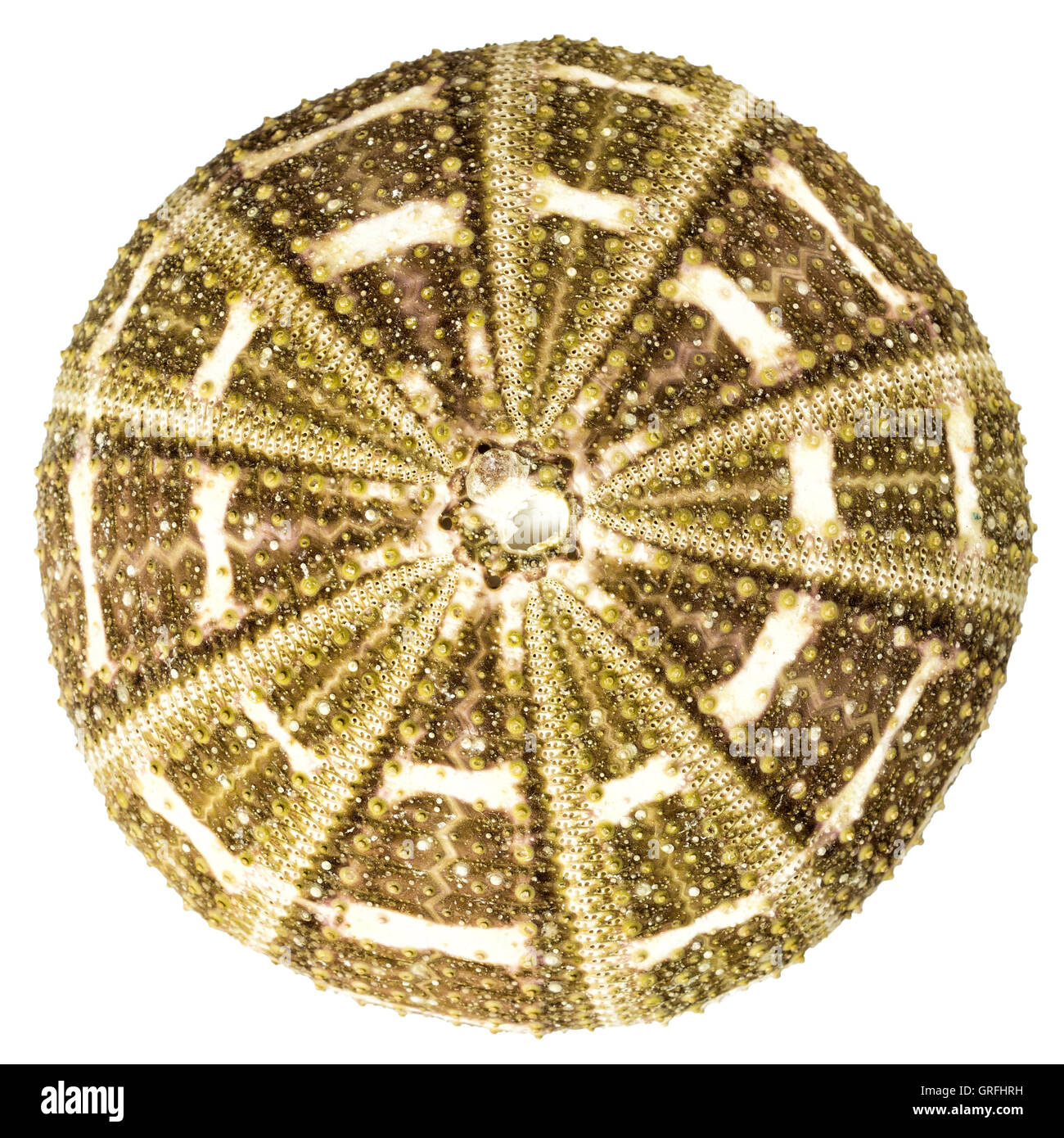 Echinoids hi-res stock photography and images - Alamy