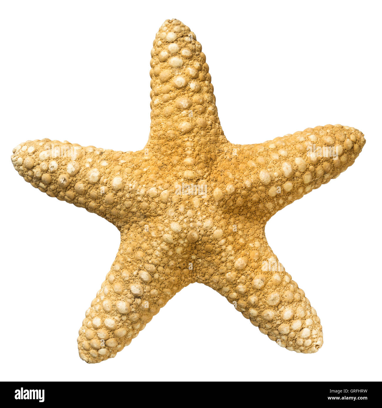 Coral fish starfish caribbean hi-res stock photography and images - Alamy