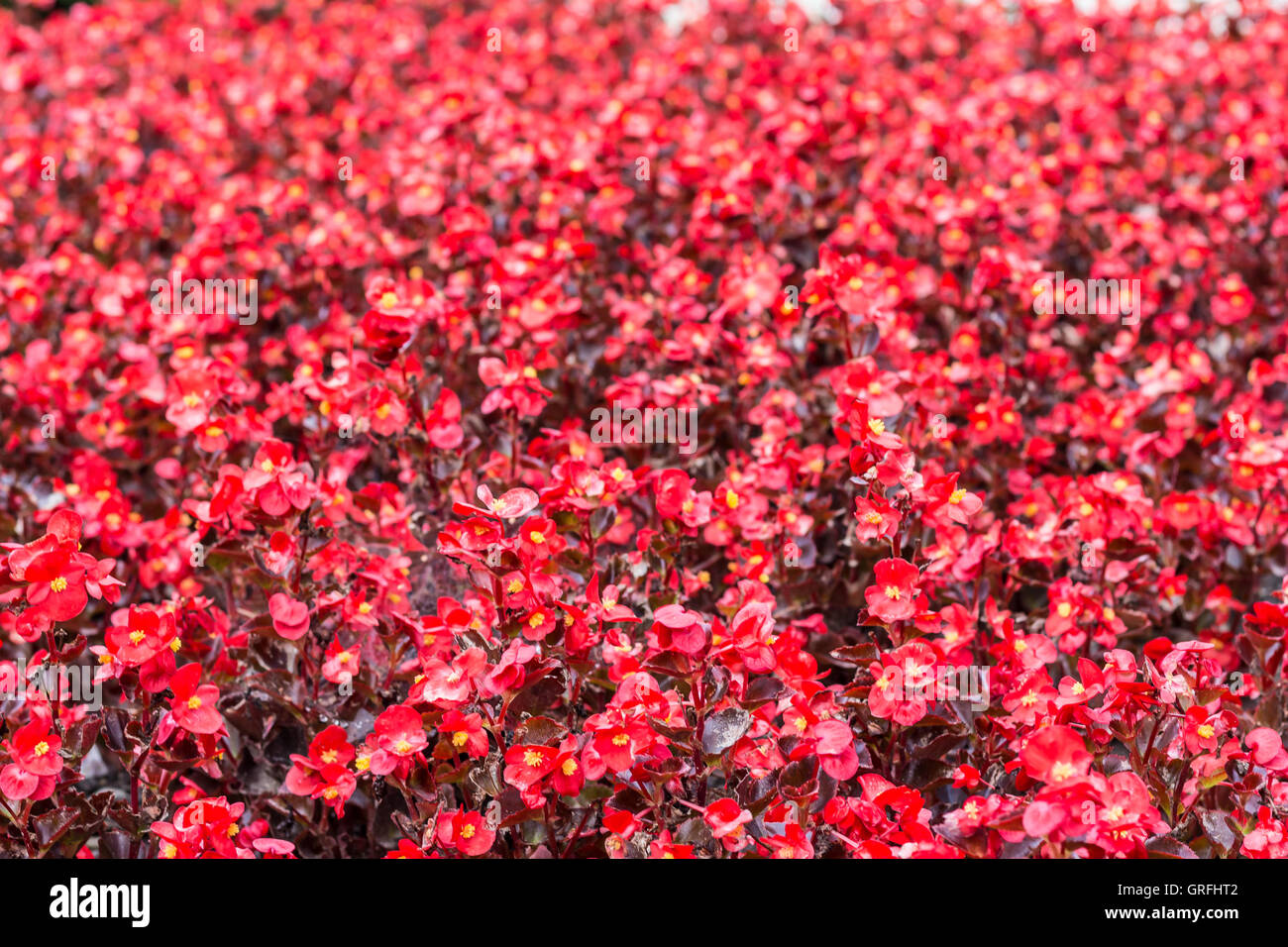 Red flowerbed background Stock Photo - Alamy