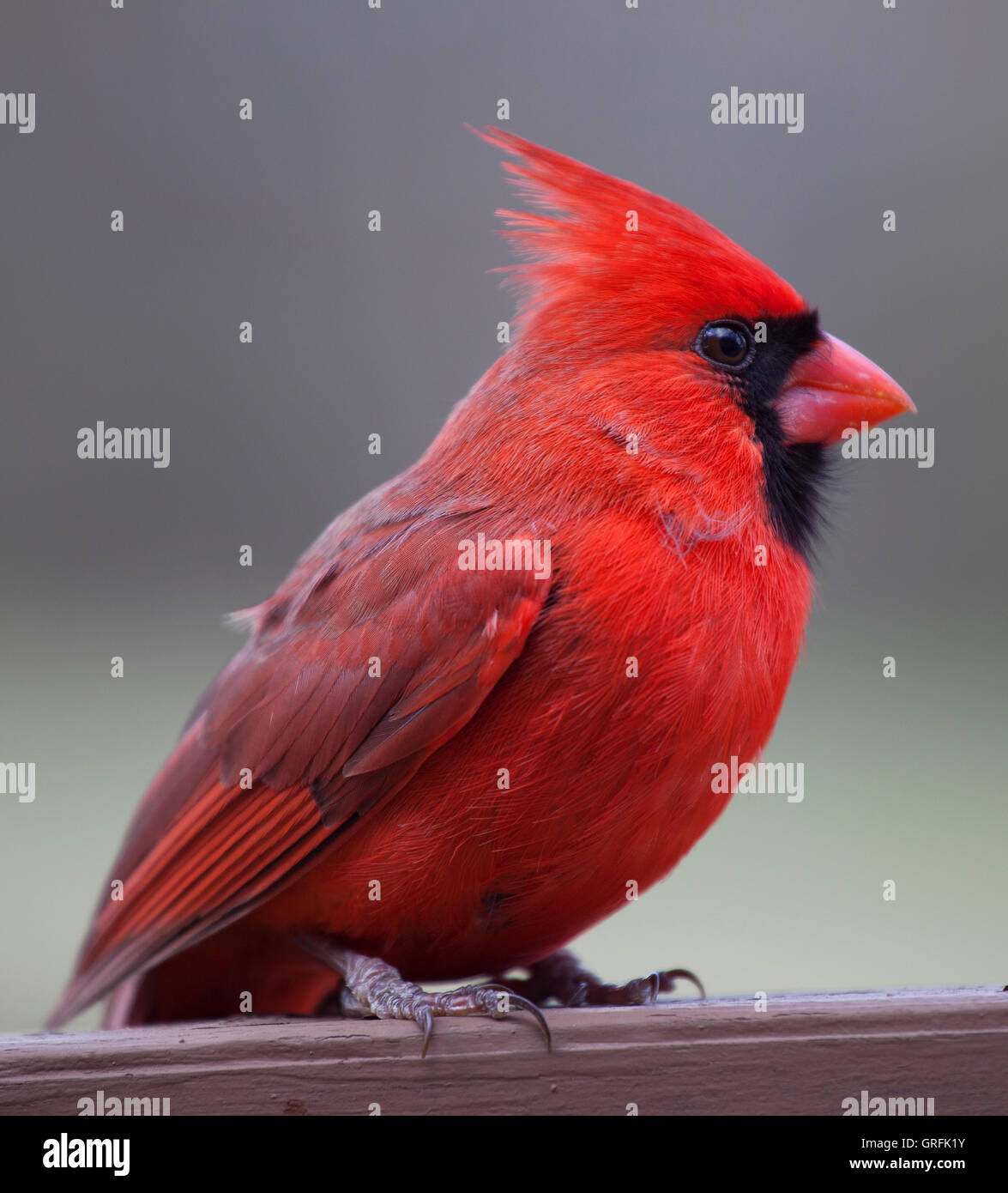 Bright red male cardinal on a brown plant with a blue background Stock ...