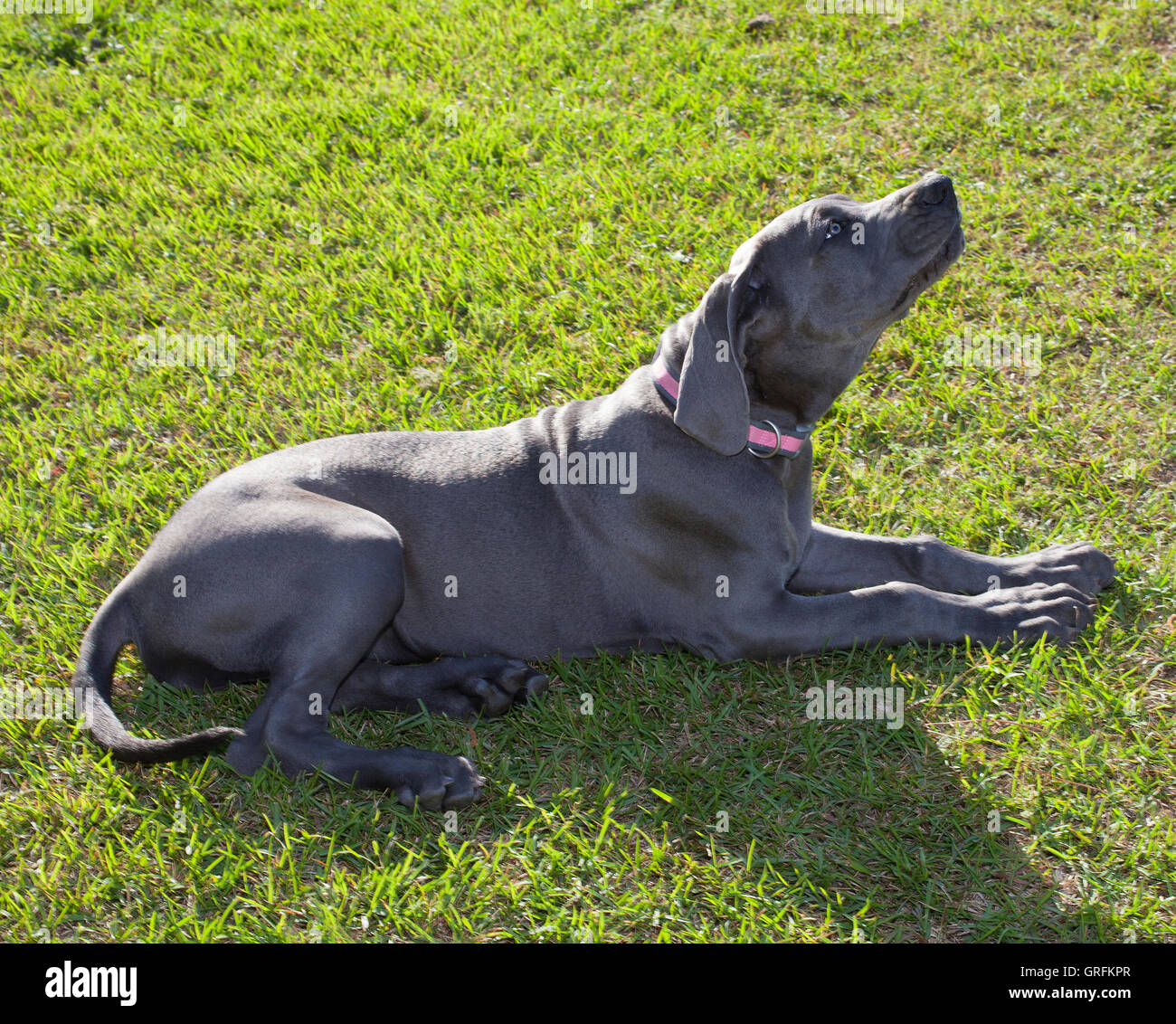 Grey Great Dane puppy laying own with a longing look Stock Photo - Alamy