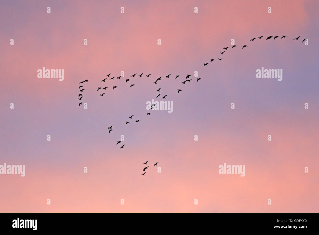 Greylag geese flying at sunset in Iceland Stock Photo - Alamy