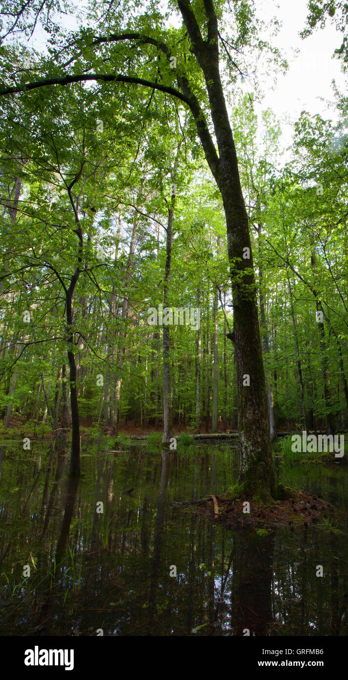 Large tree in a forest that flooded during a storm Stock Photo - Alamy