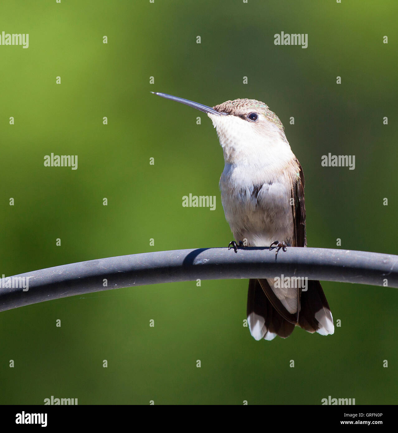 Hummingbird watching something from a metal perch with green behind ...