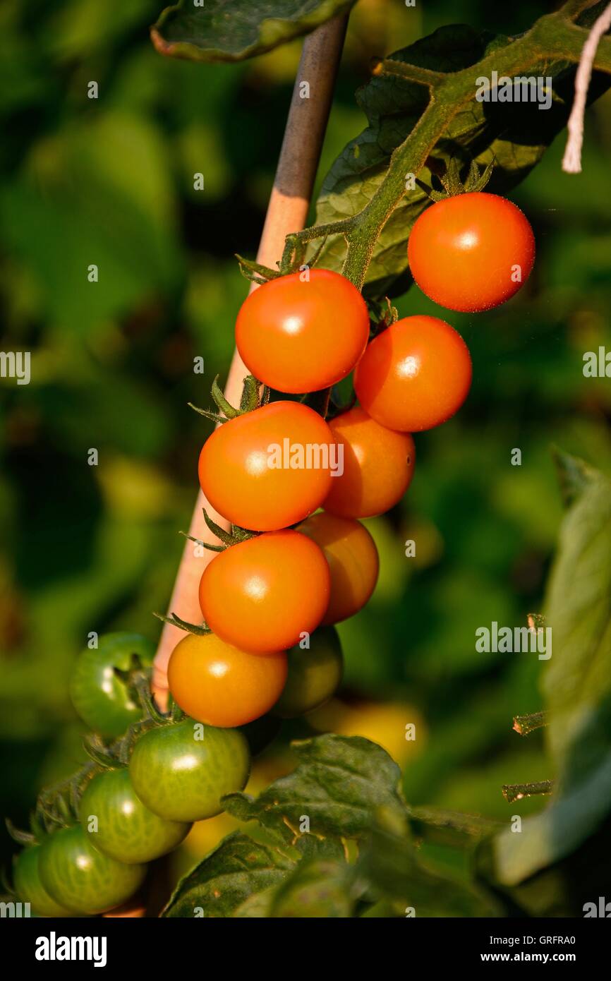 Sungold cherry tomatoes hi-res stock photography and images - Alamy