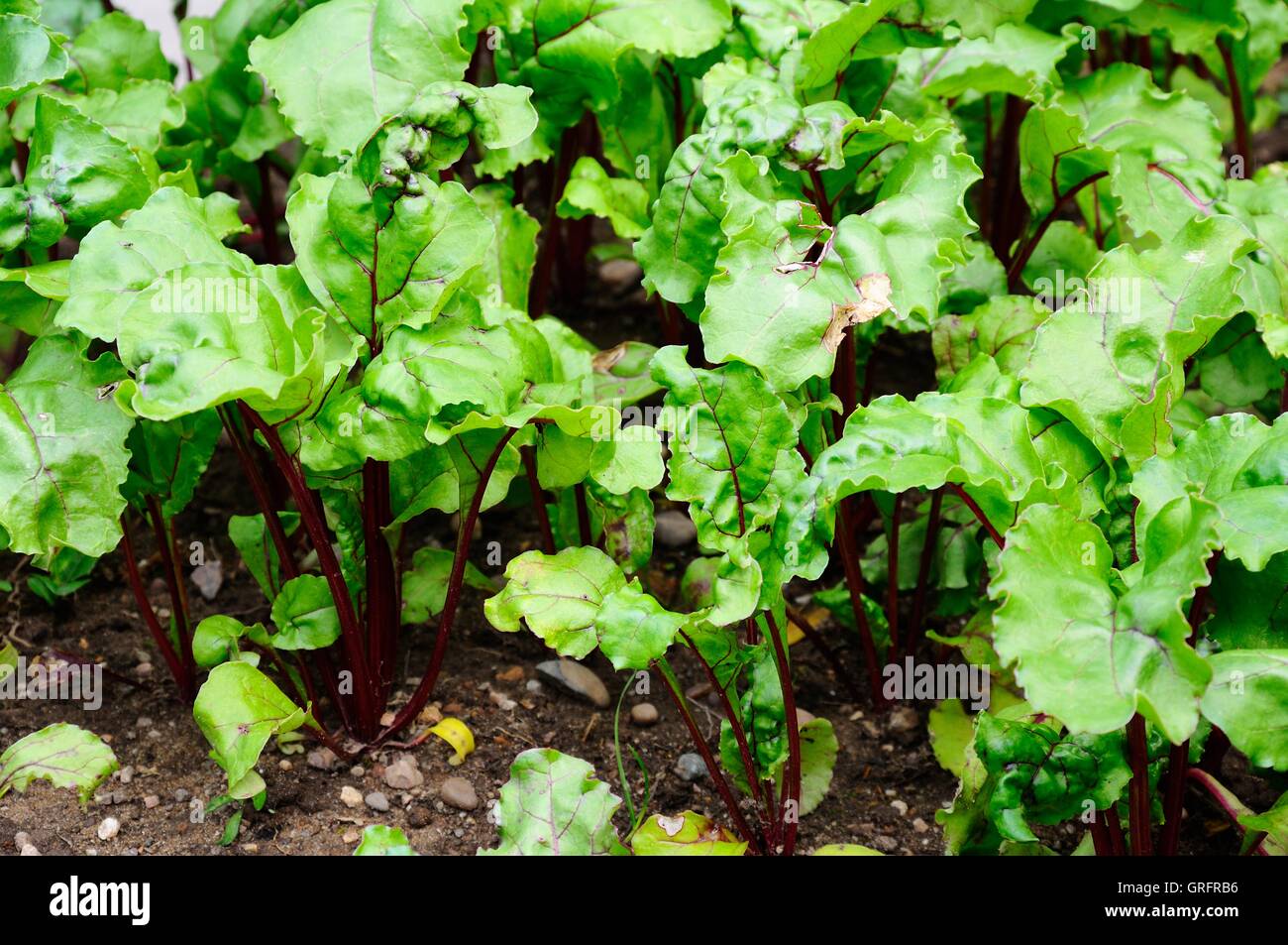 Beetroot plants growing in a vegetable plot, England, UK, Western ...