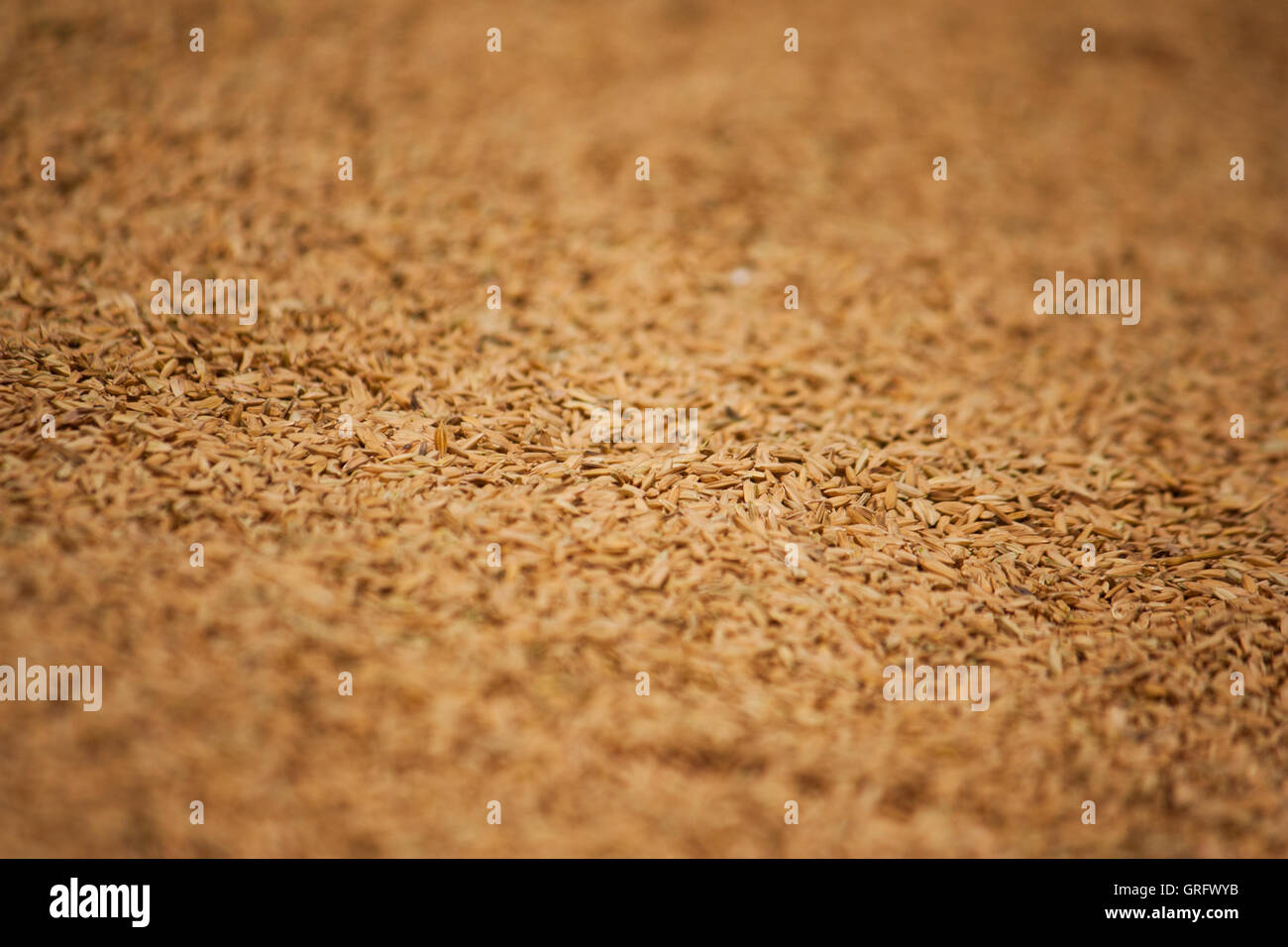 Rice drying hi-res stock photography and images - Alamy