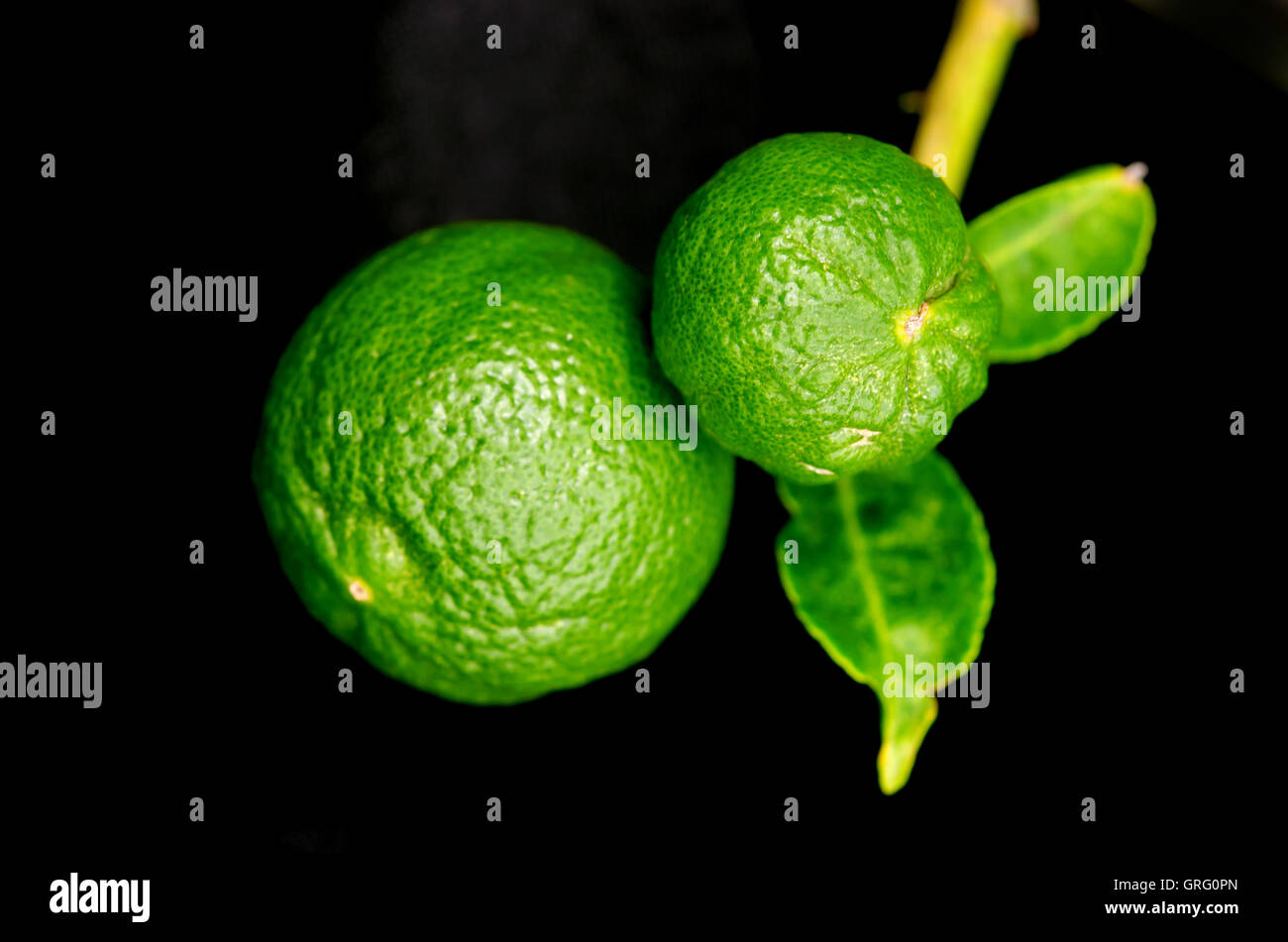 Citrus bergamia bergamot orange hi-res stock photography and images - Alamy