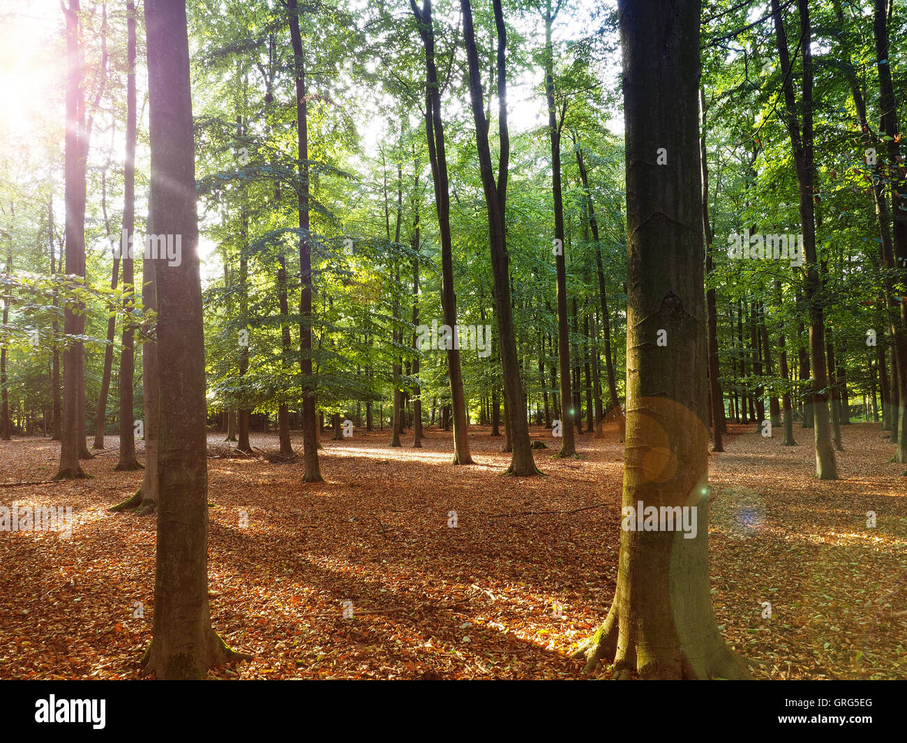 Beautiful beech forest with sun beam using as natural background Stock ...