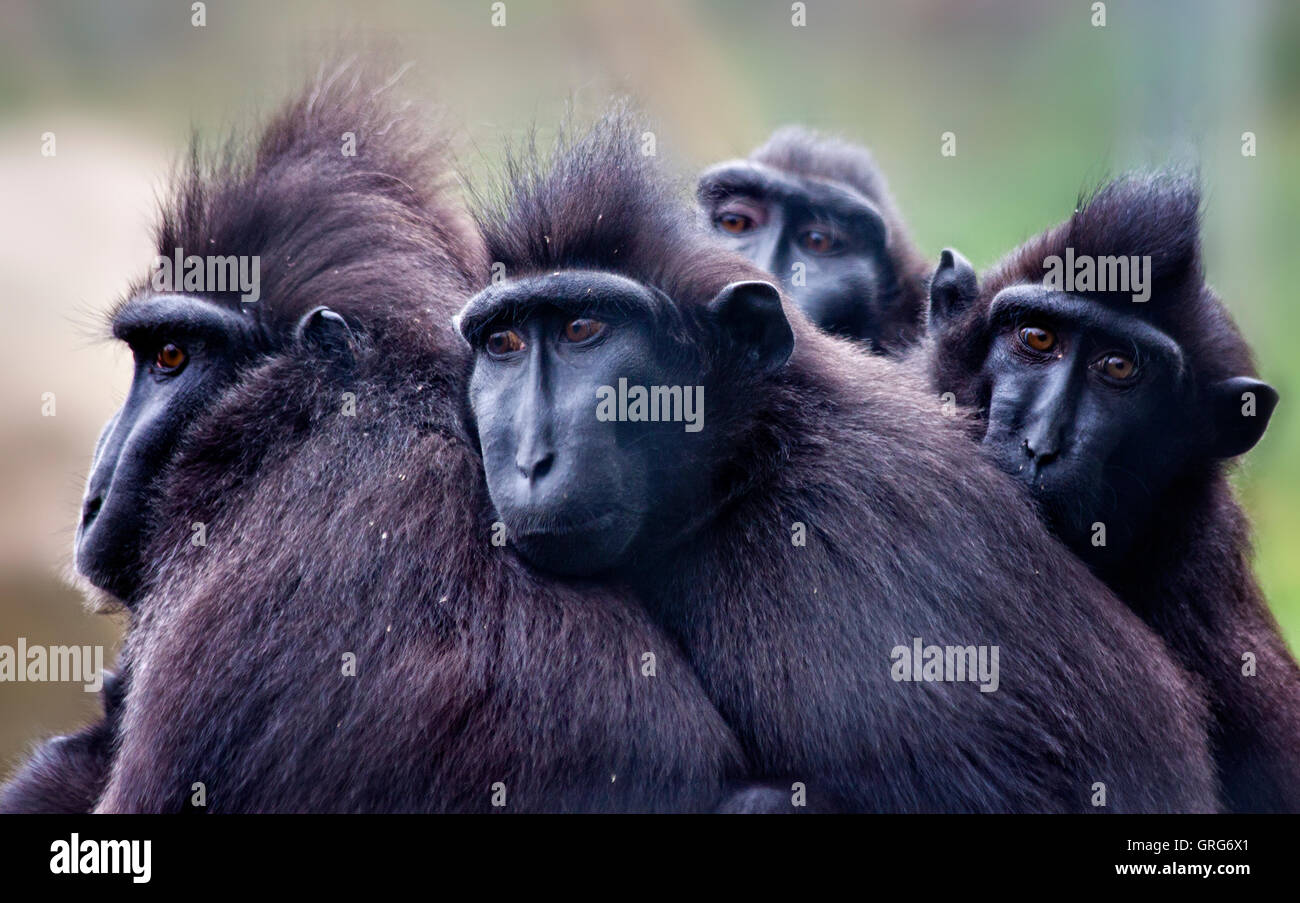 Family of Macaques huddling together in order to keep warm Stock Photo ...