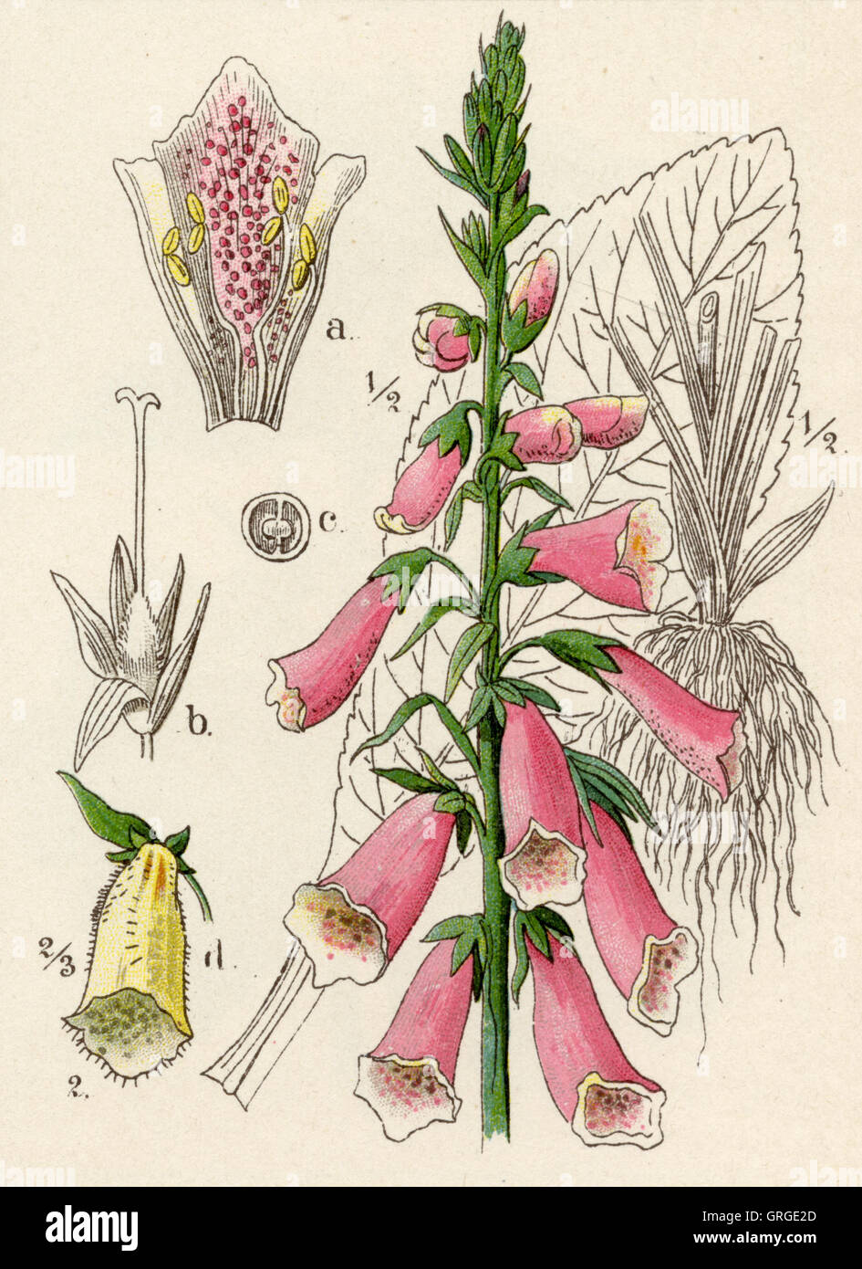 Foxglove botanical illustration hi-res stock photography and images - Alamy