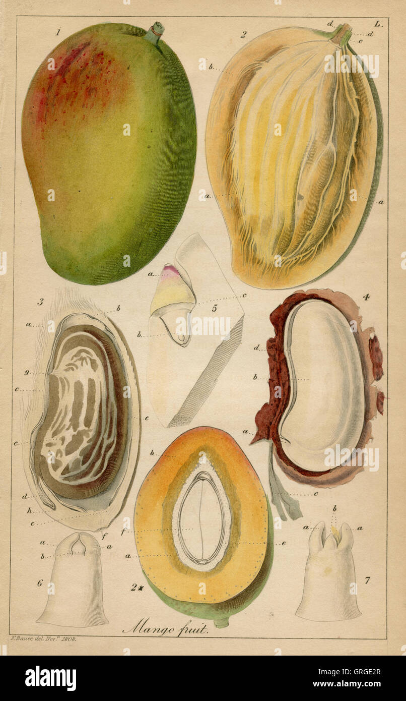 Mango botanical illustration hi-res stock photography and images - Alamy