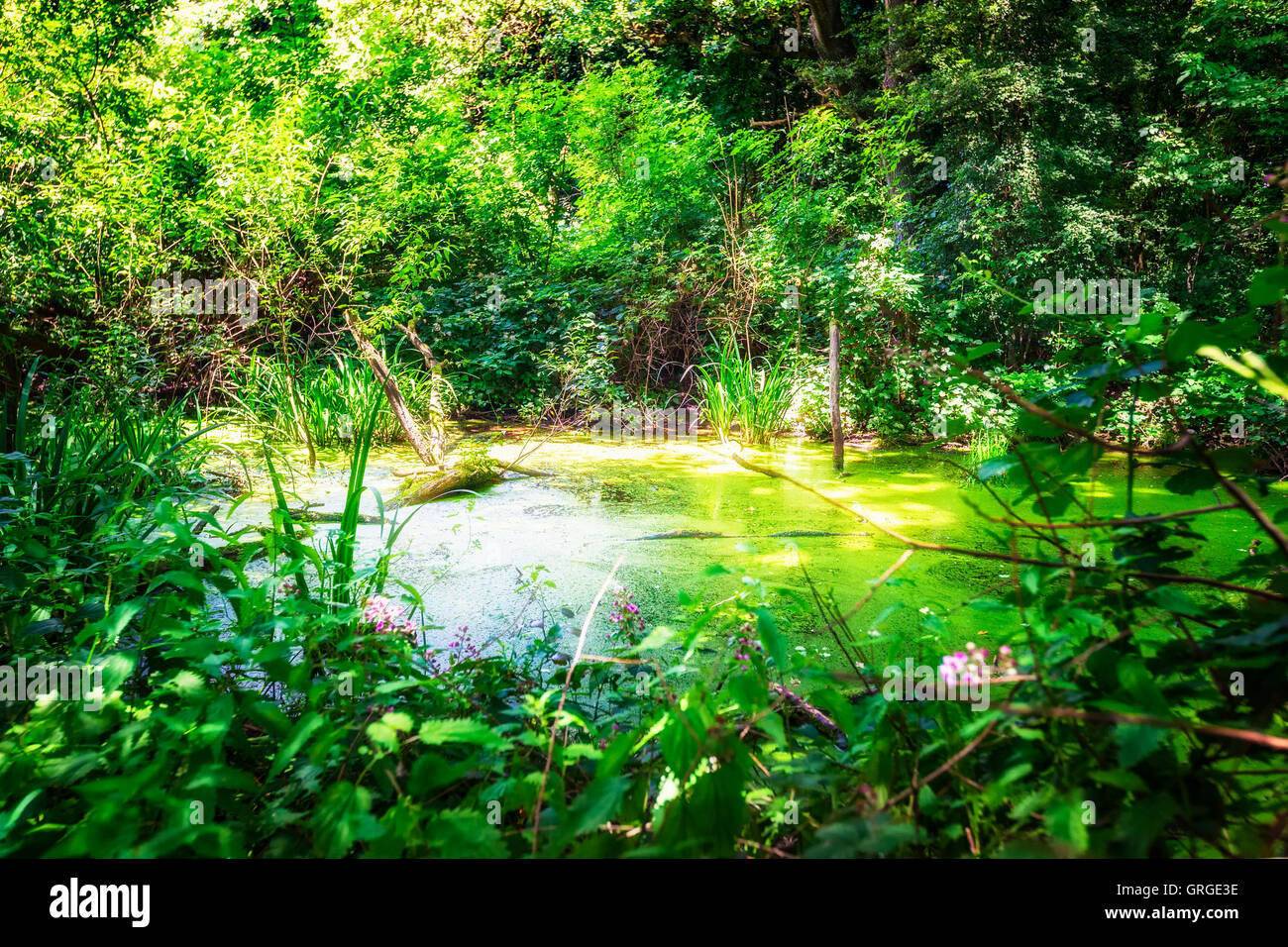 Green swamp in summer. Humid biotope. Nature reserve in Germany Stock ...