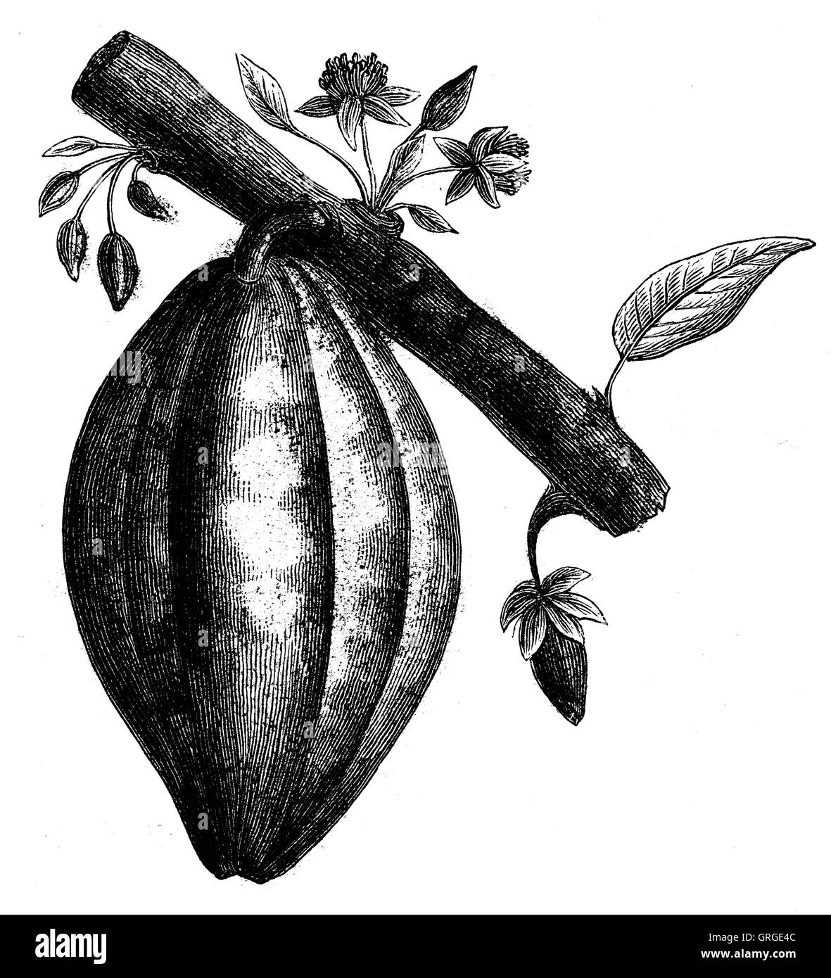 Tree chocolate Black and White Stock Photos & Images - Alamy