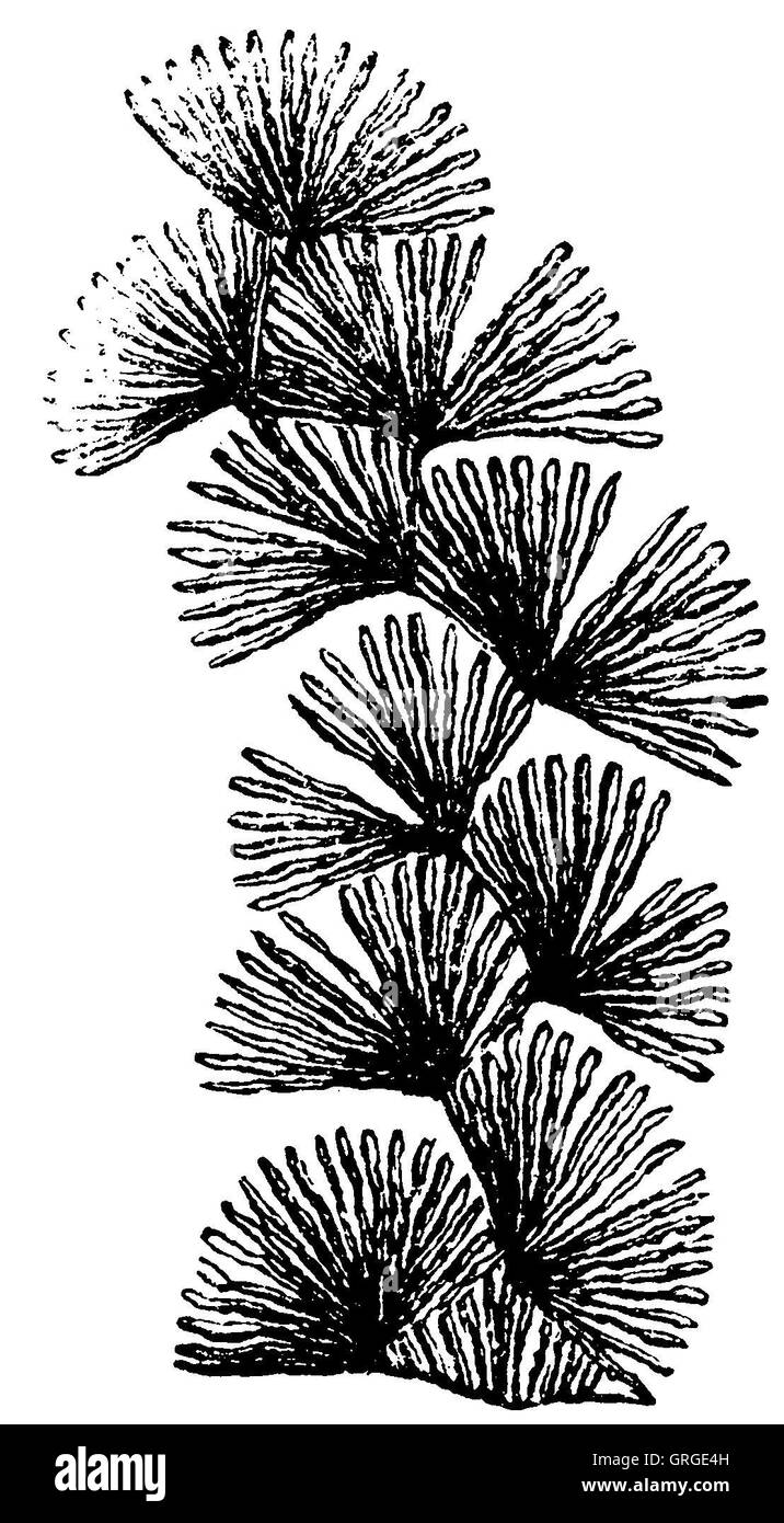 Antiqua hi-res stock photography and images - Alamy