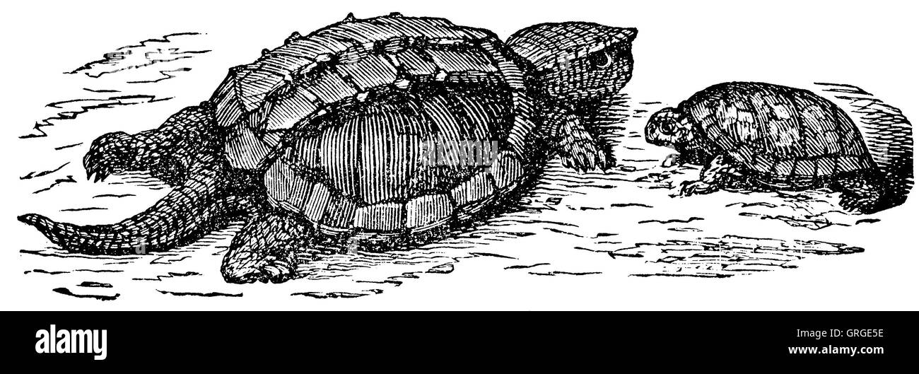 green sea turtle Stock Photo - Alamy