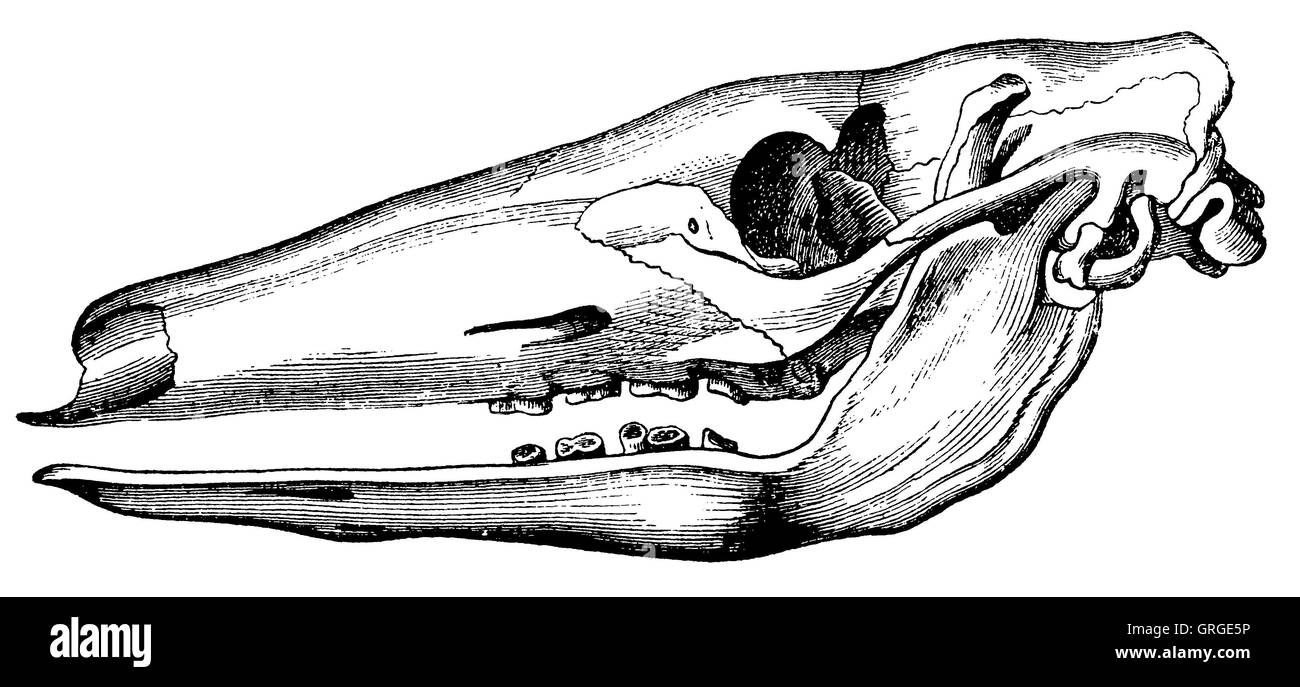 Aardvark Skull