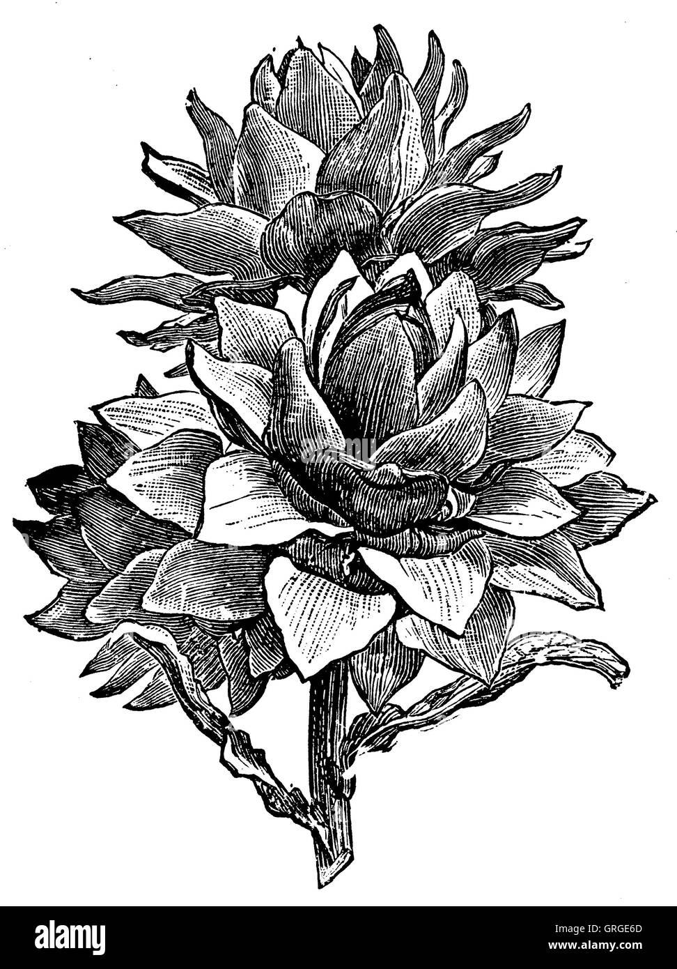 Artichoke Flower Drawing