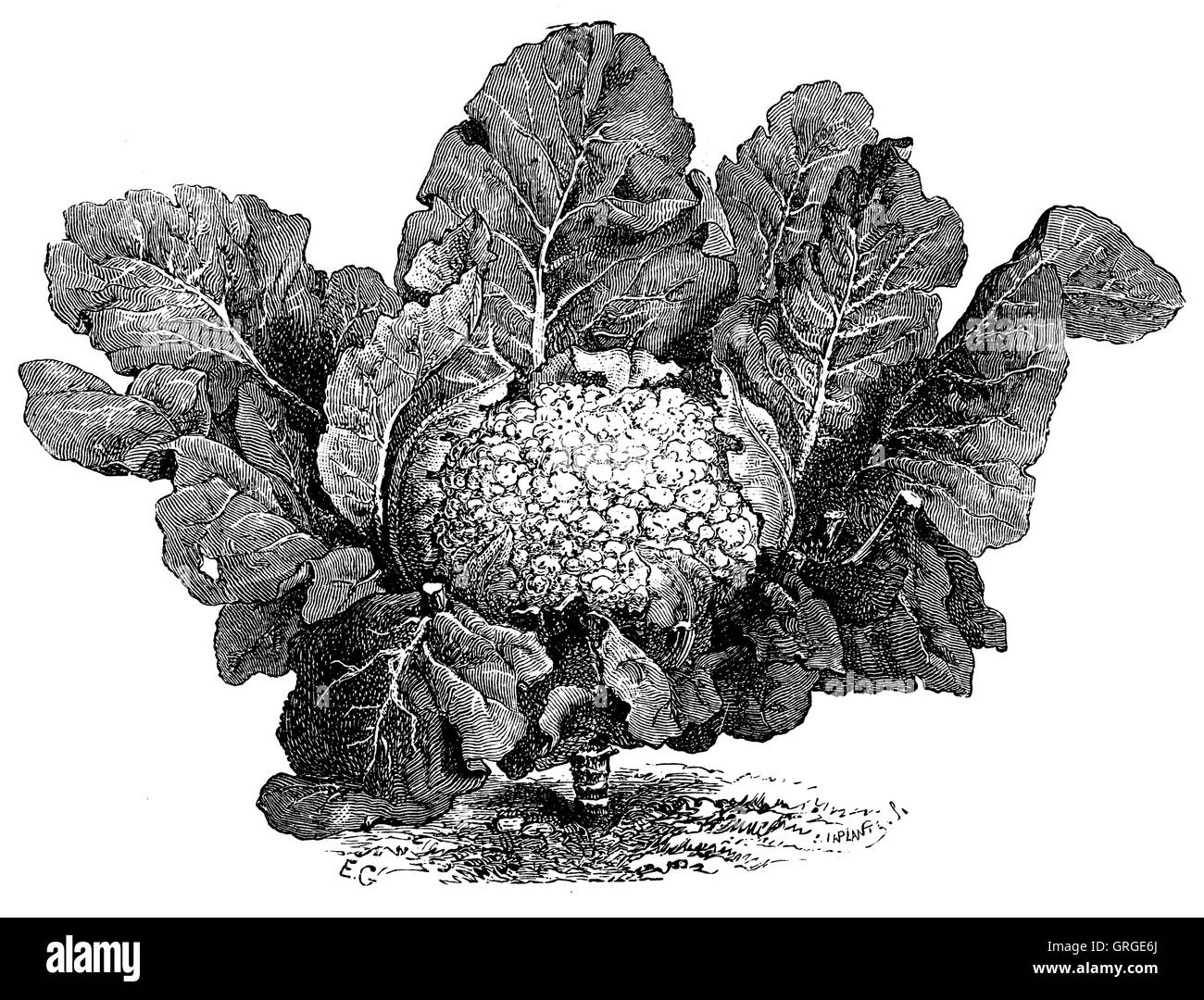 Frankfurt giant cauliflower Stock Photo - Alamy