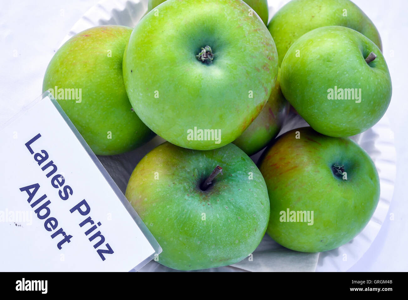 The apple variety 'Lanes Prinz Albert', photographed on the grounds of ...