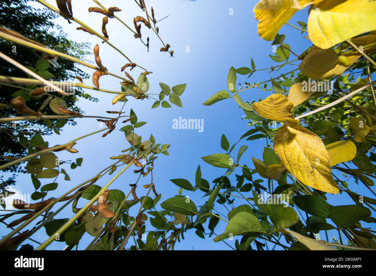 Soy plants in a garden of the project '1000 Gaerten' of the University ...