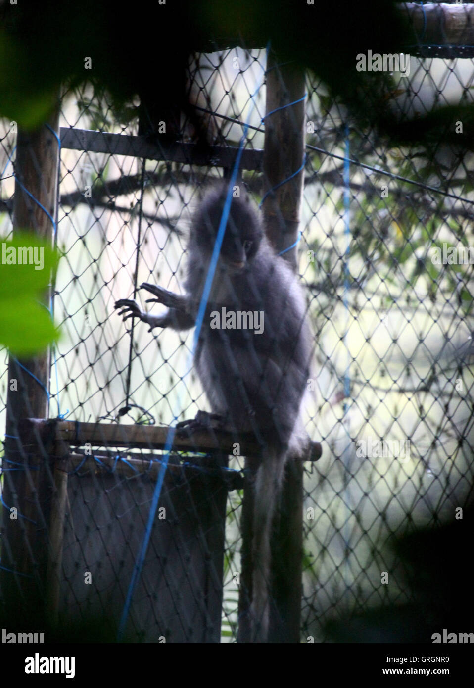 Jakarta, Jakarta, Indonesia. 7th Sep, 2016. The release of primates ...