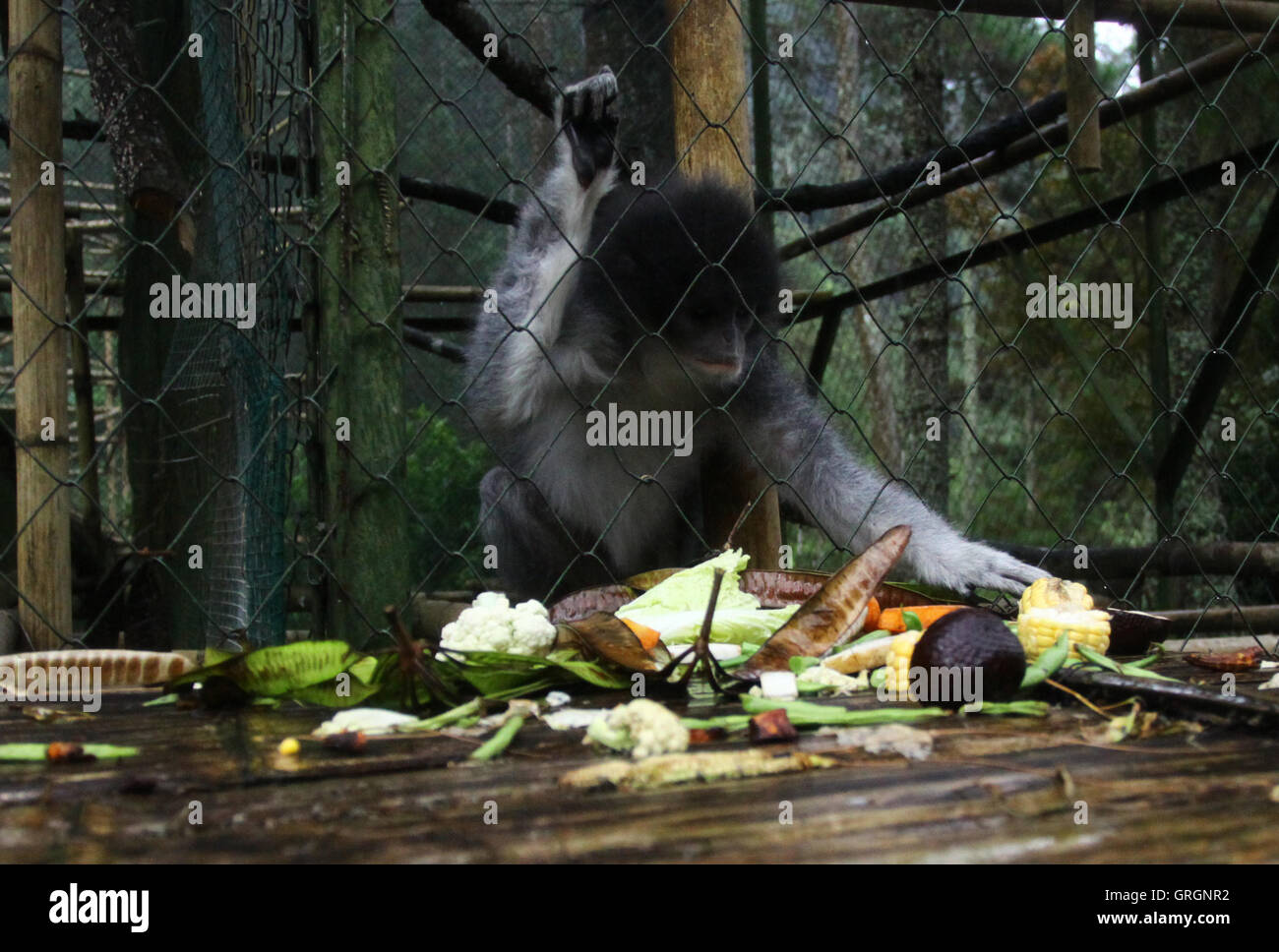 Jakarta, Jakarta, Indonesia. 7th Sep, 2016. The release of primates ...