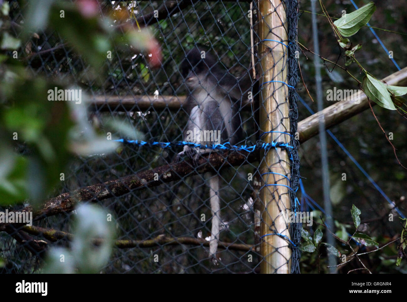 Jakarta, Jakarta, Indonesia. 7th Sep, 2016. The release of primates ...