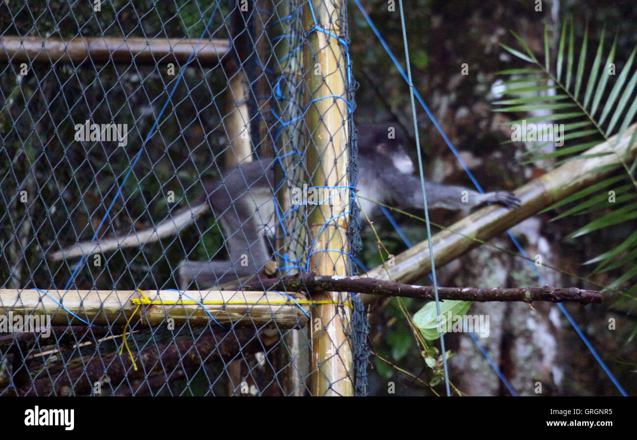 Jakarta, Jakarta, Indonesia. 7th Sep, 2016. The release of primates ...